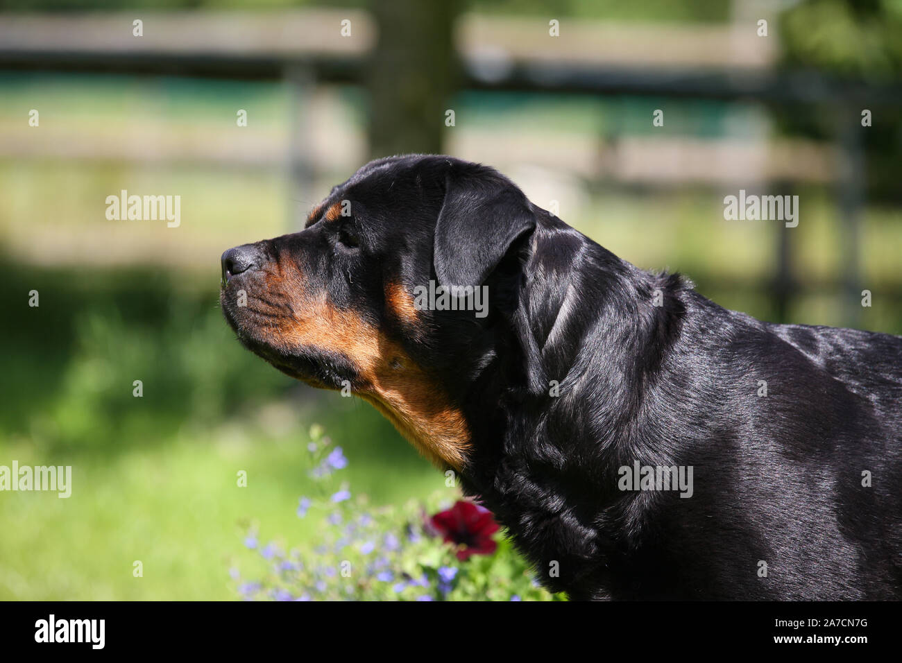 Rottweiler side profile of head hi-res stock photography and images - Alamy