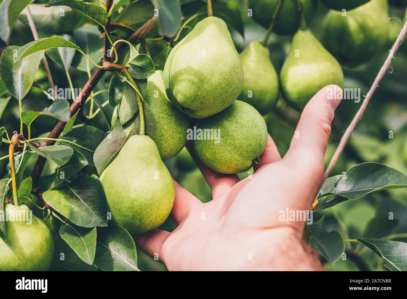 Fruitful season hi-res stock photography and images - Alamy