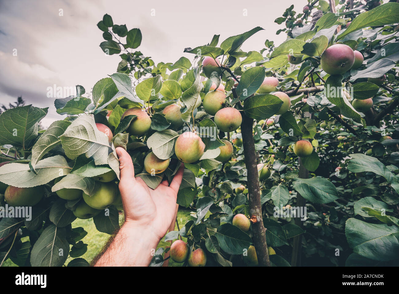 Agriculture and farming - orchard on the farm Stock Photo - Alamy