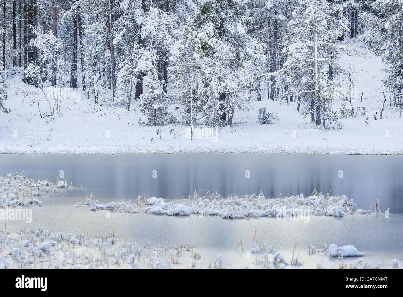 Frozen swamp covered with snow after first snowfall Stock Photo - Alamy