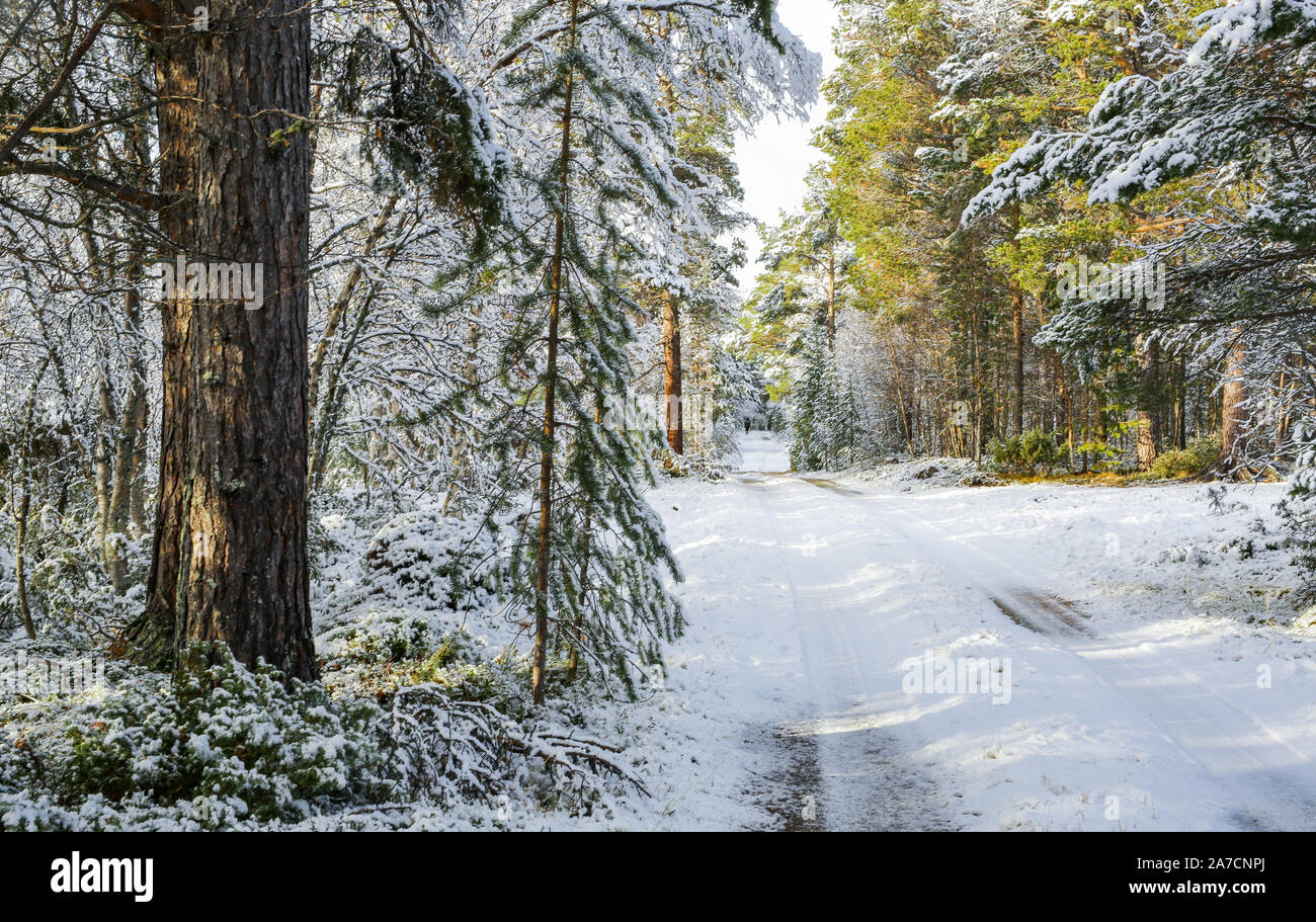 First snowfall in the forest, trees covered with snow Stock Photo - Alamy