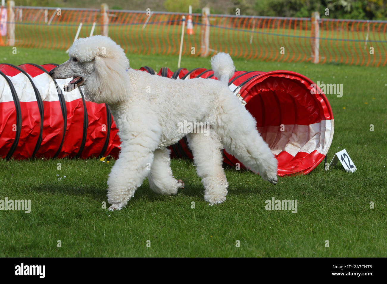 Standard Poodle Agility High Resolution Stock Photography and Images ...