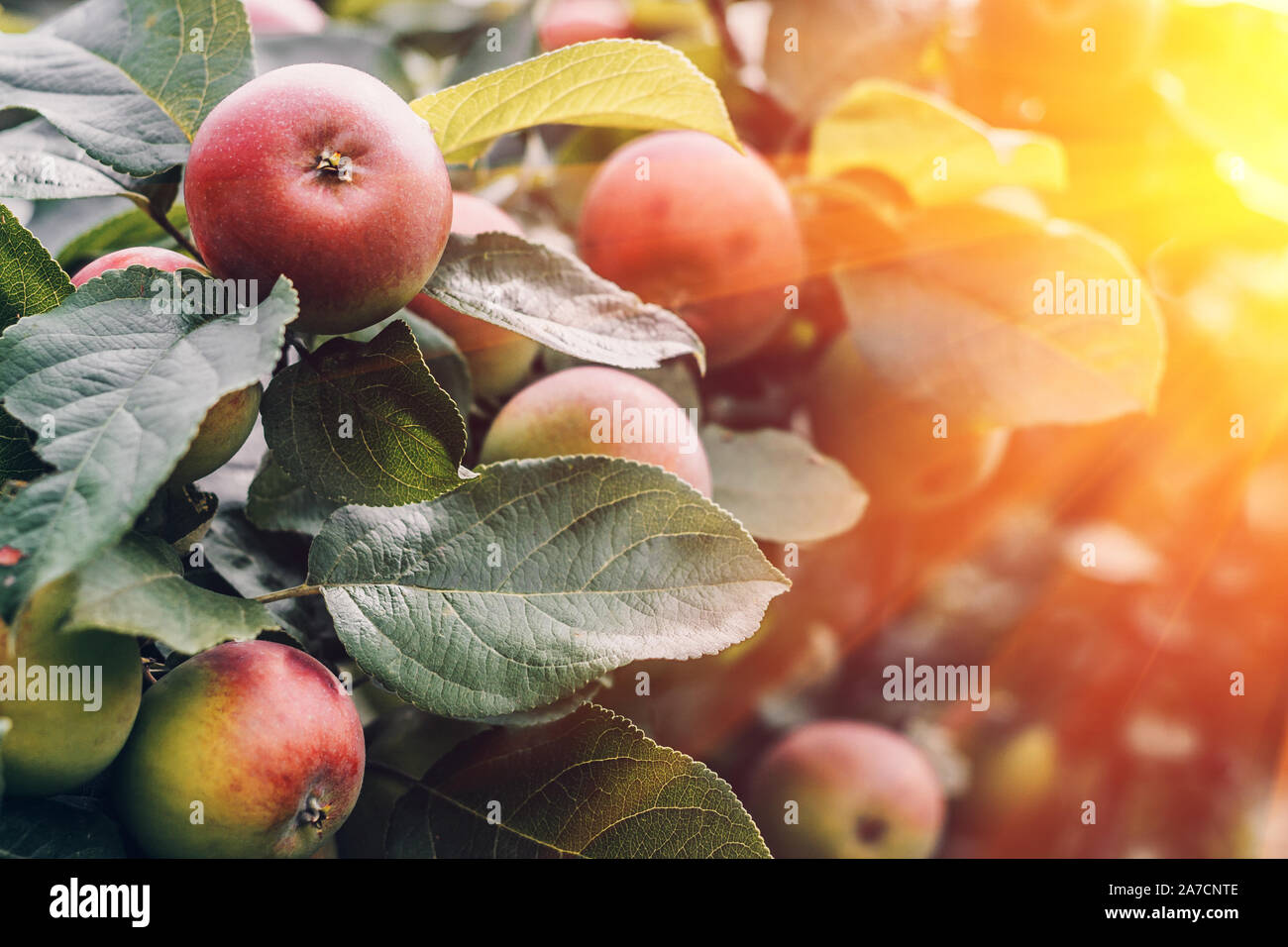 Apple tree branch Stock Photo - Alamy