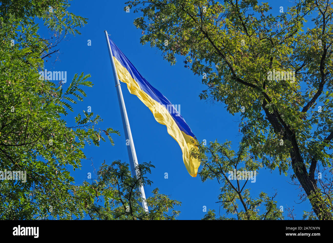 Ukrainian flag flying on a flagpole in against the green branches of ...
