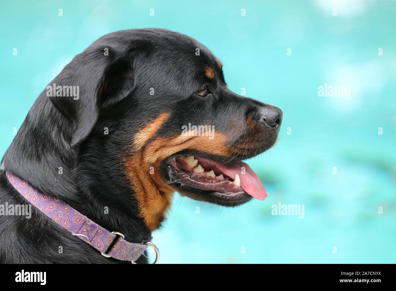 Rottweiler side profile of head hi-res stock photography and images - Alamy