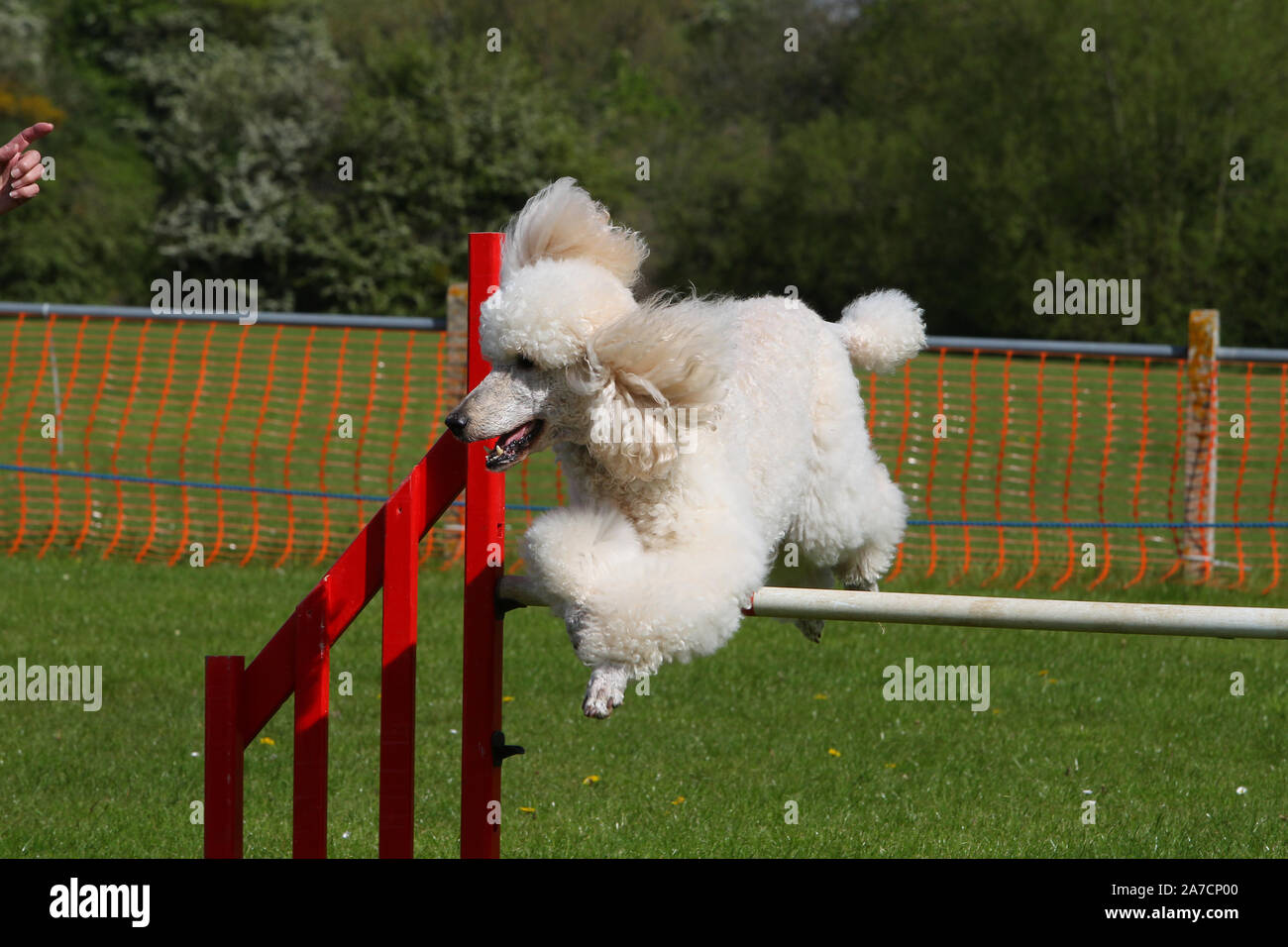 Standard Poodle Agility High Resolution Stock Photography and Images ...
