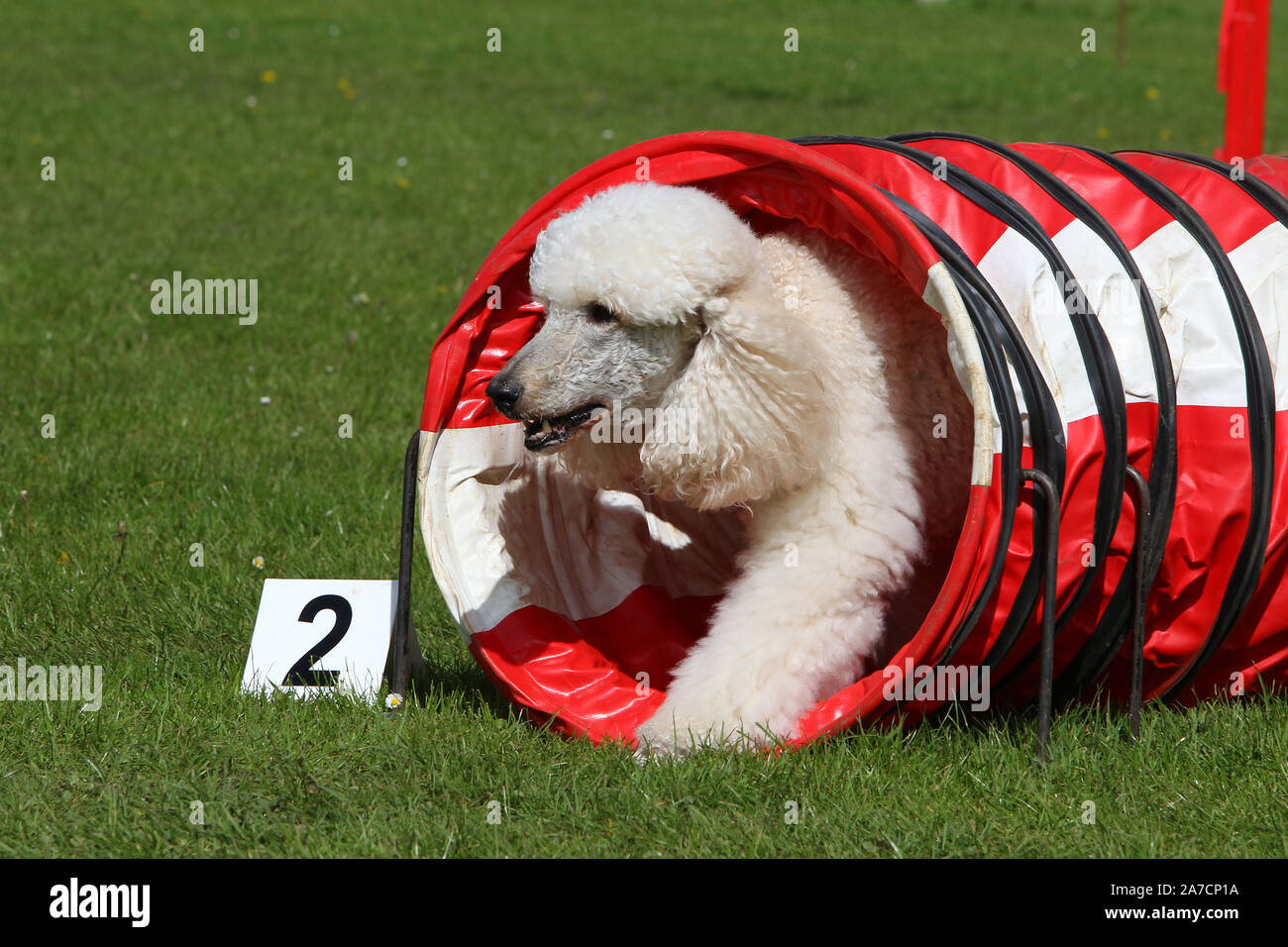Standard Poodle Agility High Resolution Stock Photography and Images ...