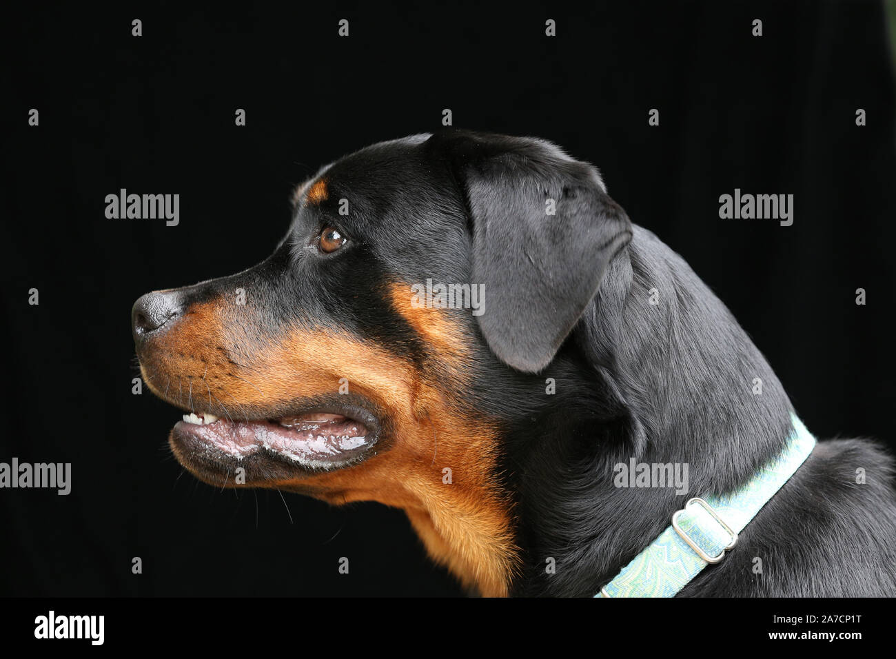 Rottweiler side profile of head hi-res stock photography and images - Alamy