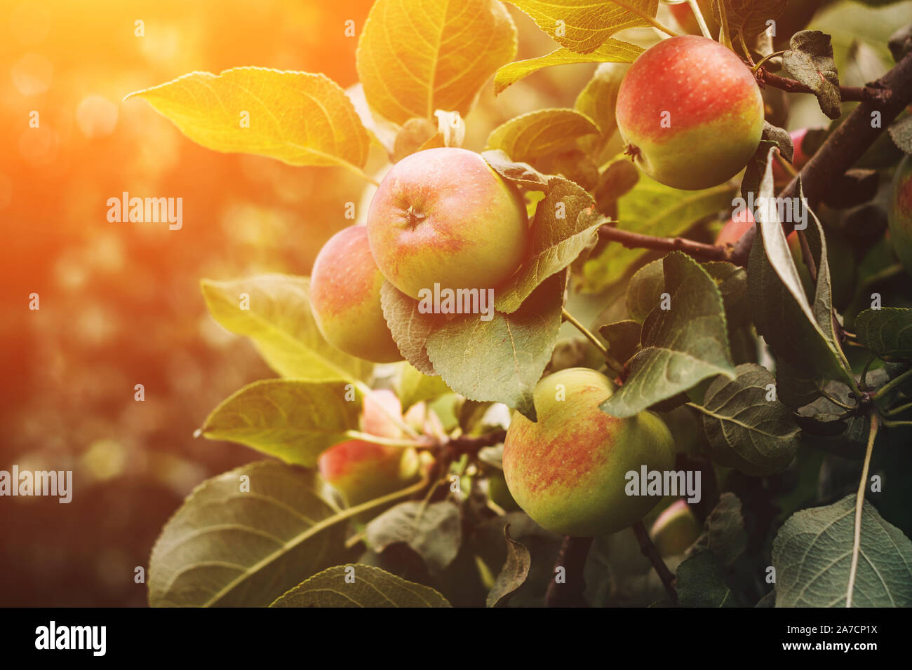Apple garden in the sun Stock Photo - Alamy