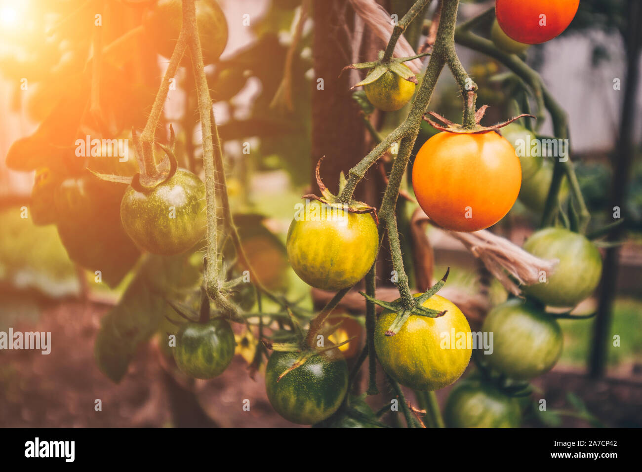 Agriculture and farming - a rich harvest of tomato Stock Photo - Alamy