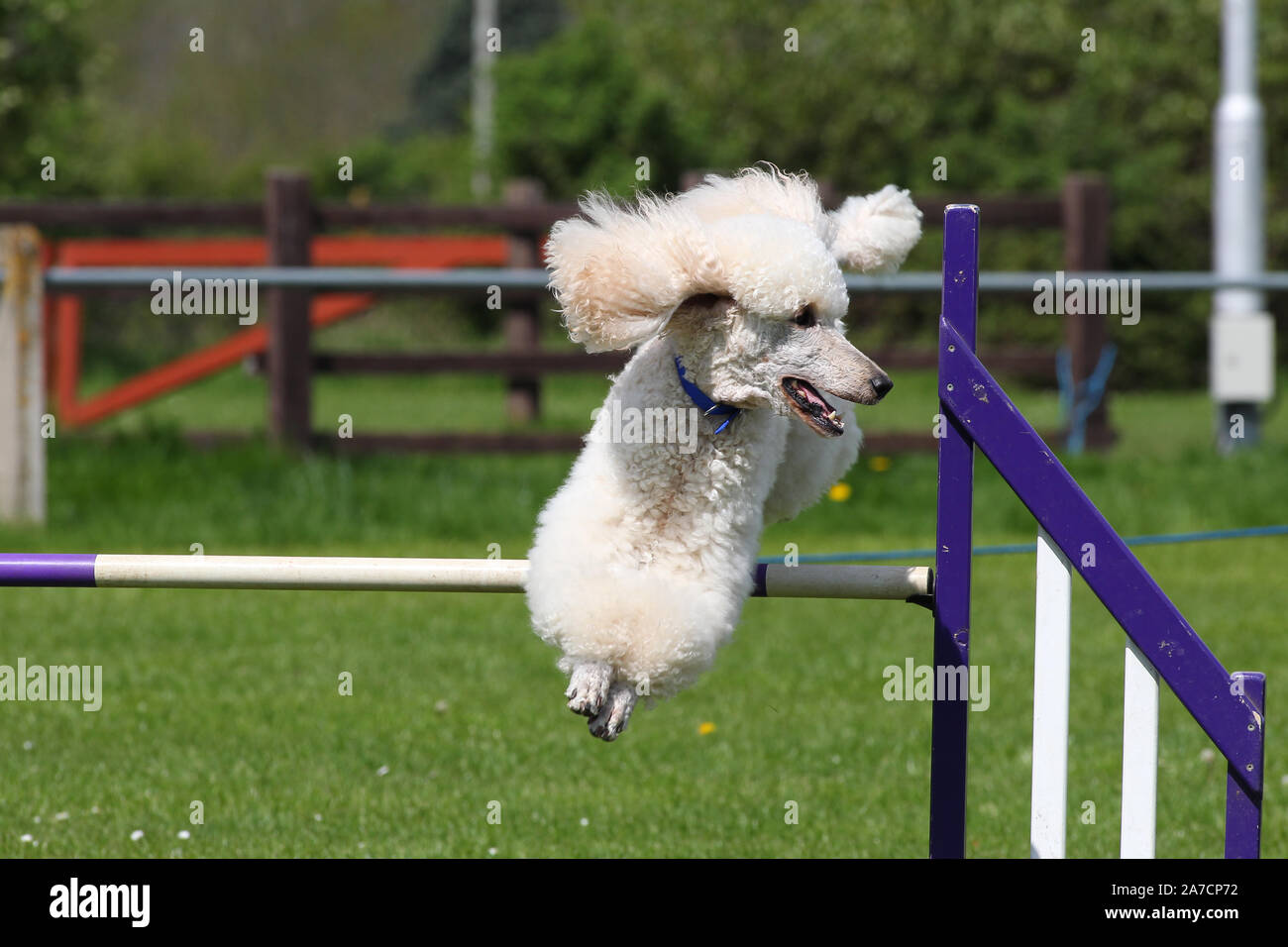 Standard Poodle Agility High Resolution Stock Photography and Images ...