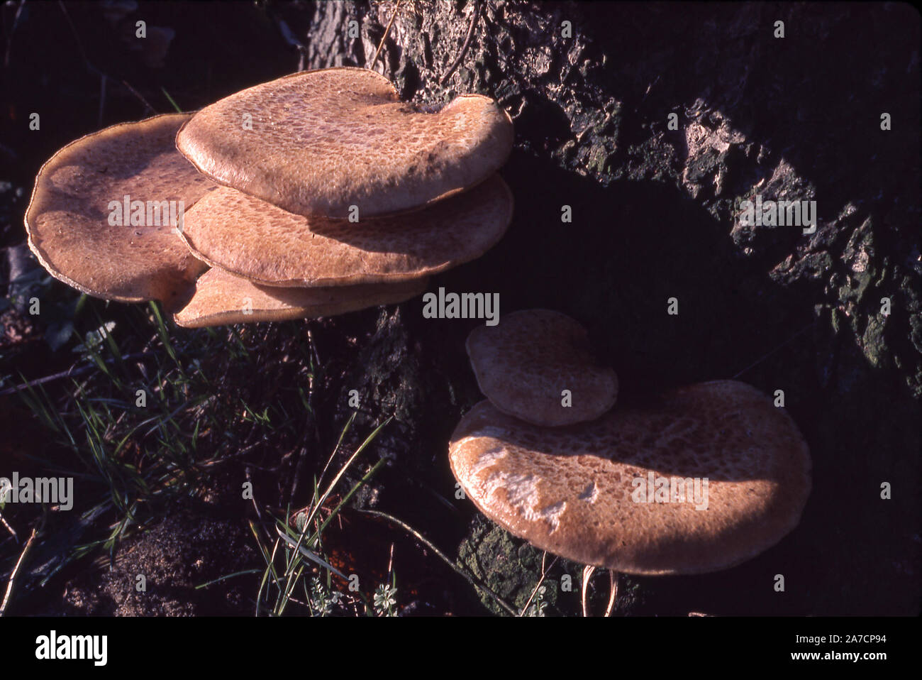 Polypous hi-res stock photography and images - Alamy
