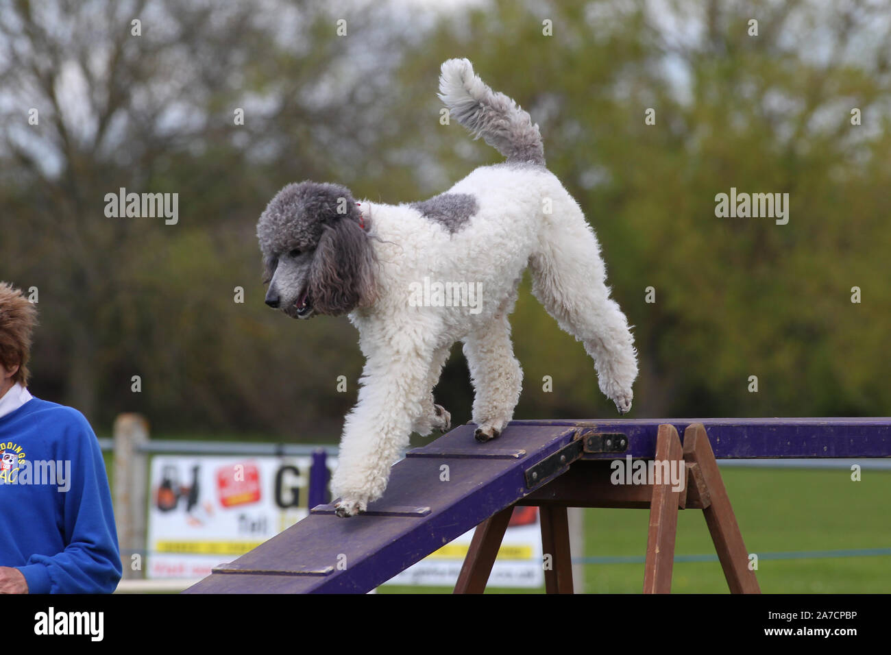 Standard Poodle Agility High Resolution Stock Photography and Images ...