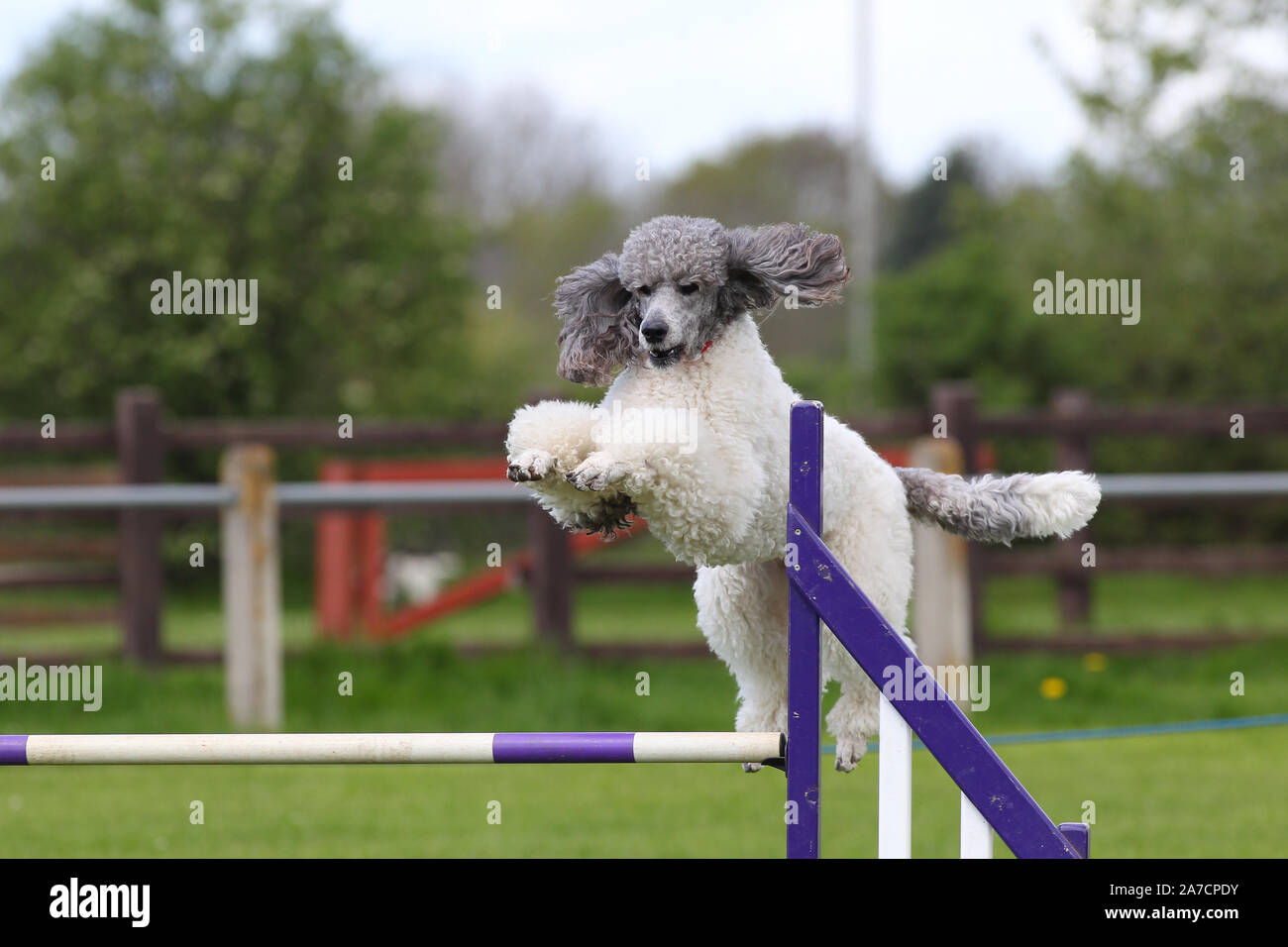 Standard Poodle Agility High Resolution Stock Photography and Images ...