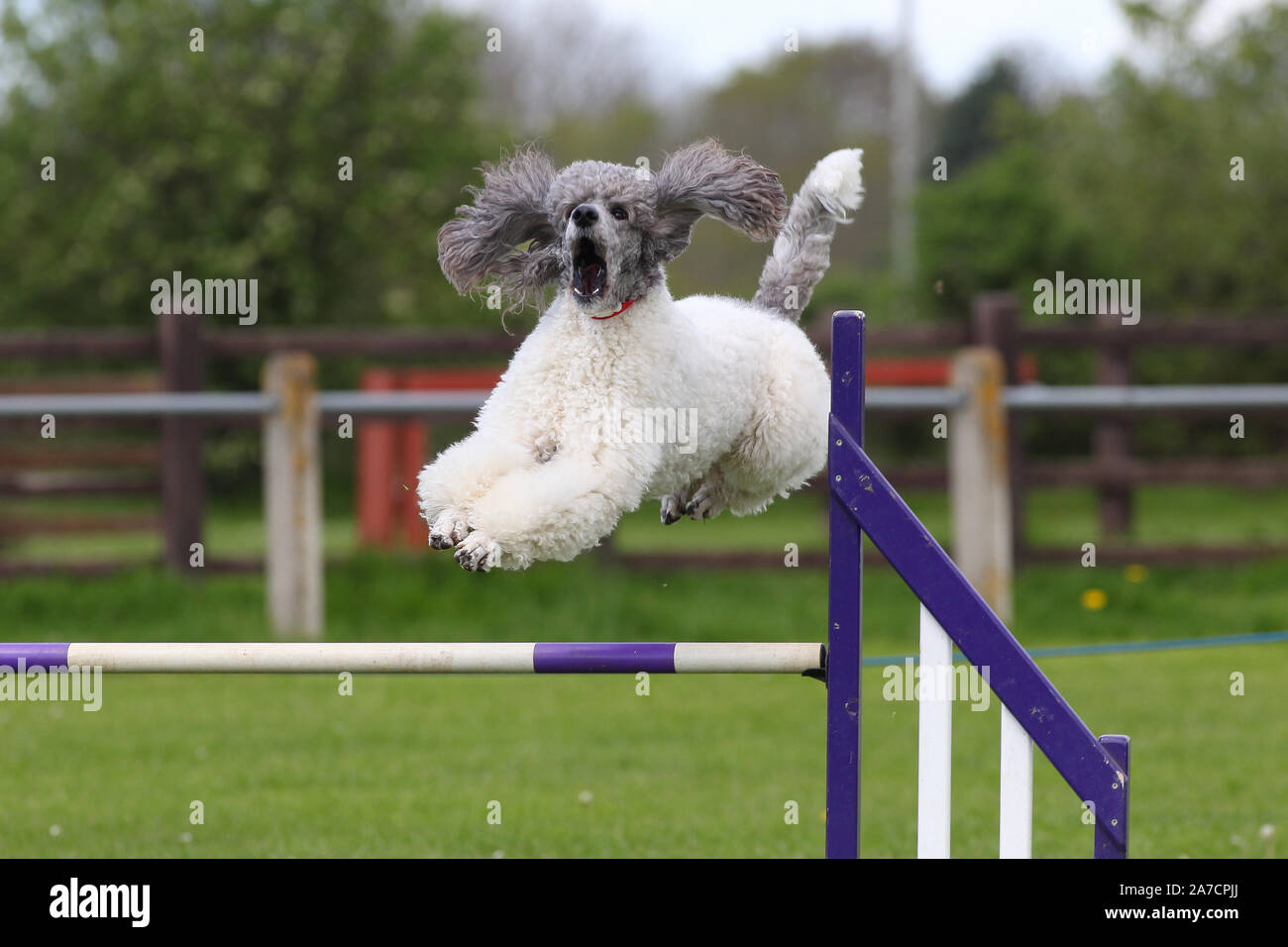 Standard Poodle Agility High Resolution Stock Photography and Images ...
