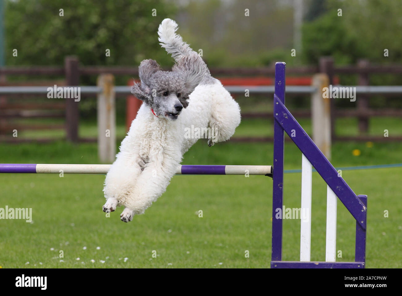 Standard Poodle Agility High Resolution Stock Photography and Images ...