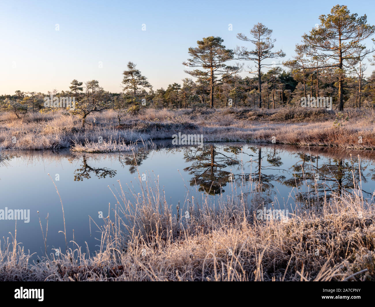 landscape with swamp lake, frosted swamp grass and pines, cold sunset ...