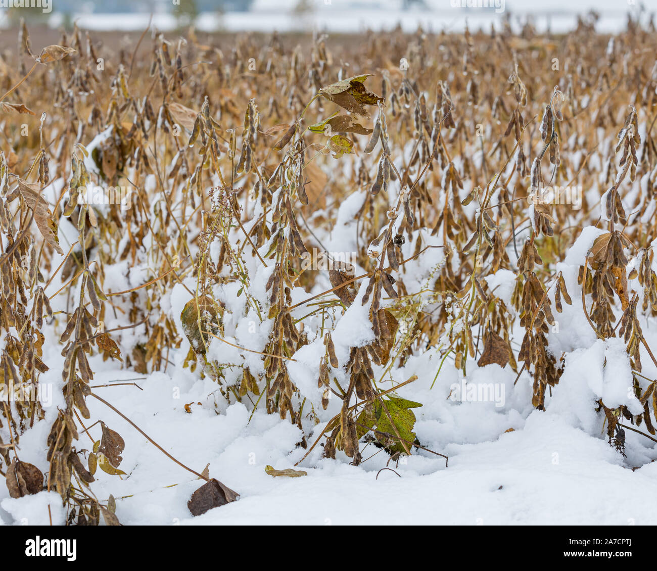 Soybean farm field with pods and plant stems covered in snow. Grain ...