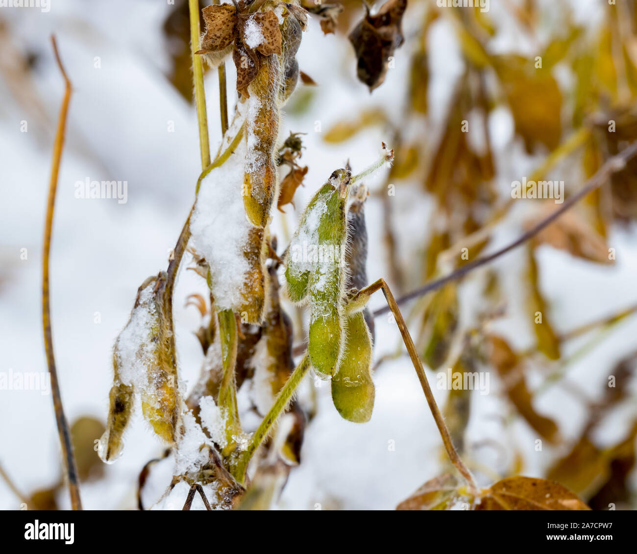 Soybean Stubble High Resolution Stock Photography and Images - Alamy