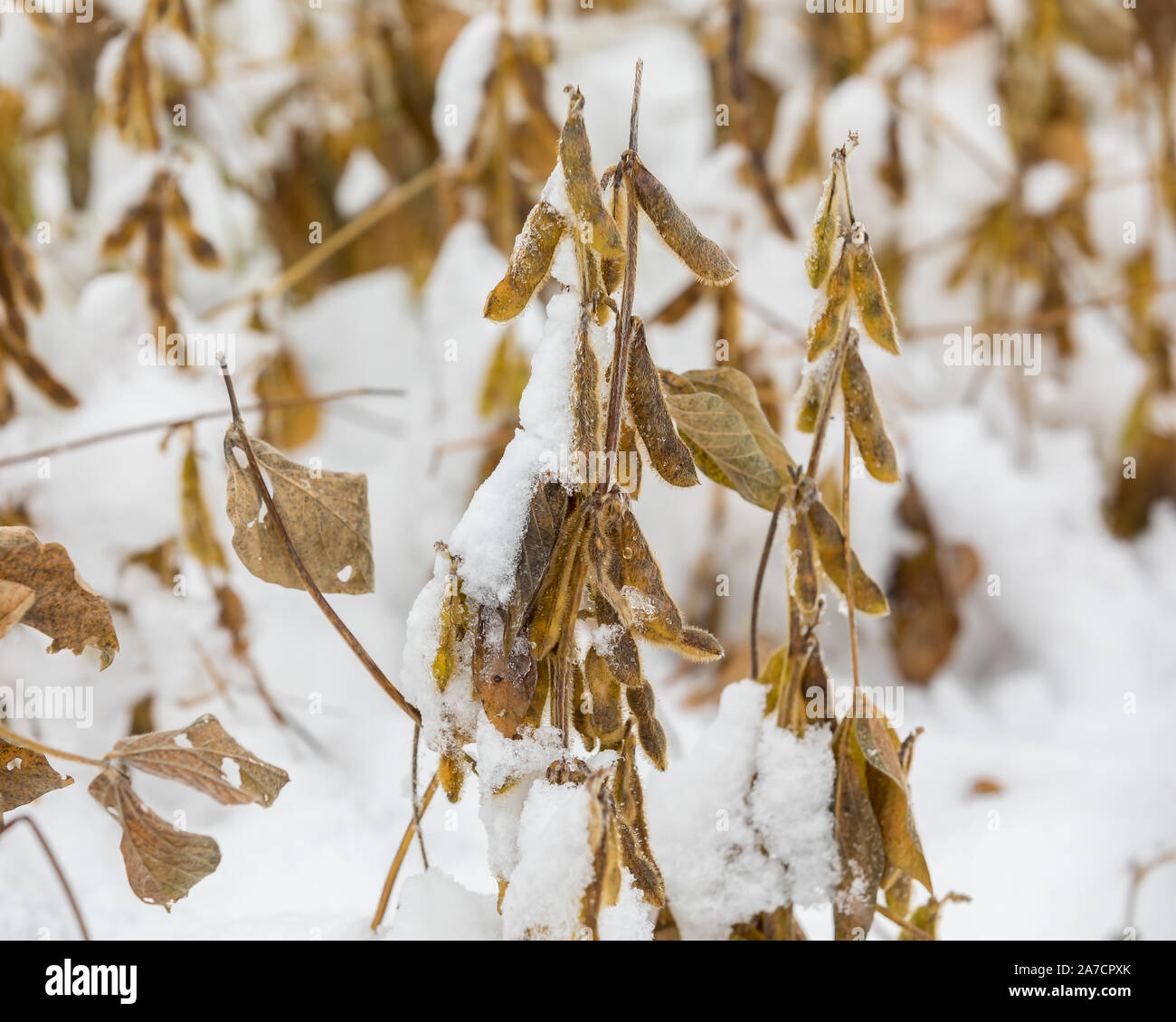 Soybean farm field with pods and plant stems covered in snow. Grain ...