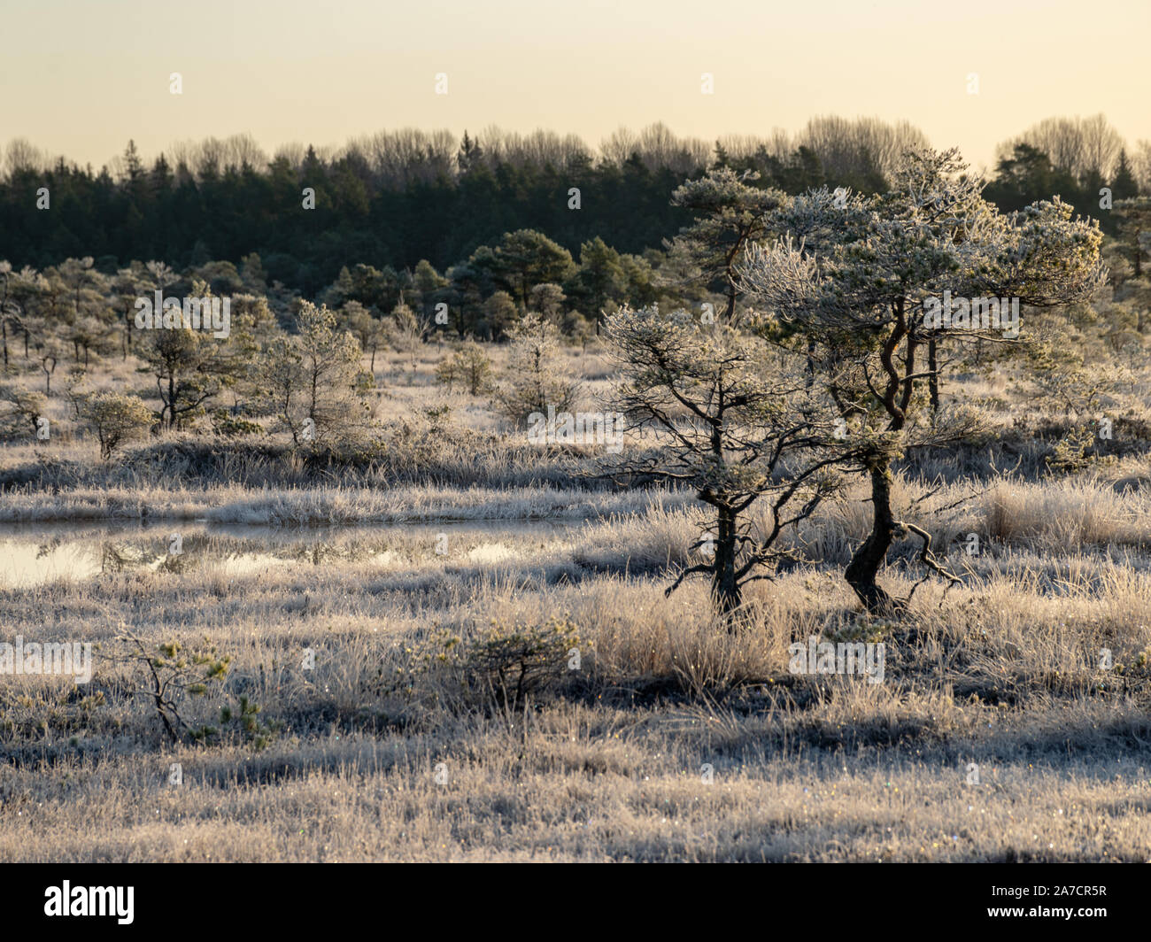 landscape with swamp lake, frosted swamp grass and pines, cold sunset ...