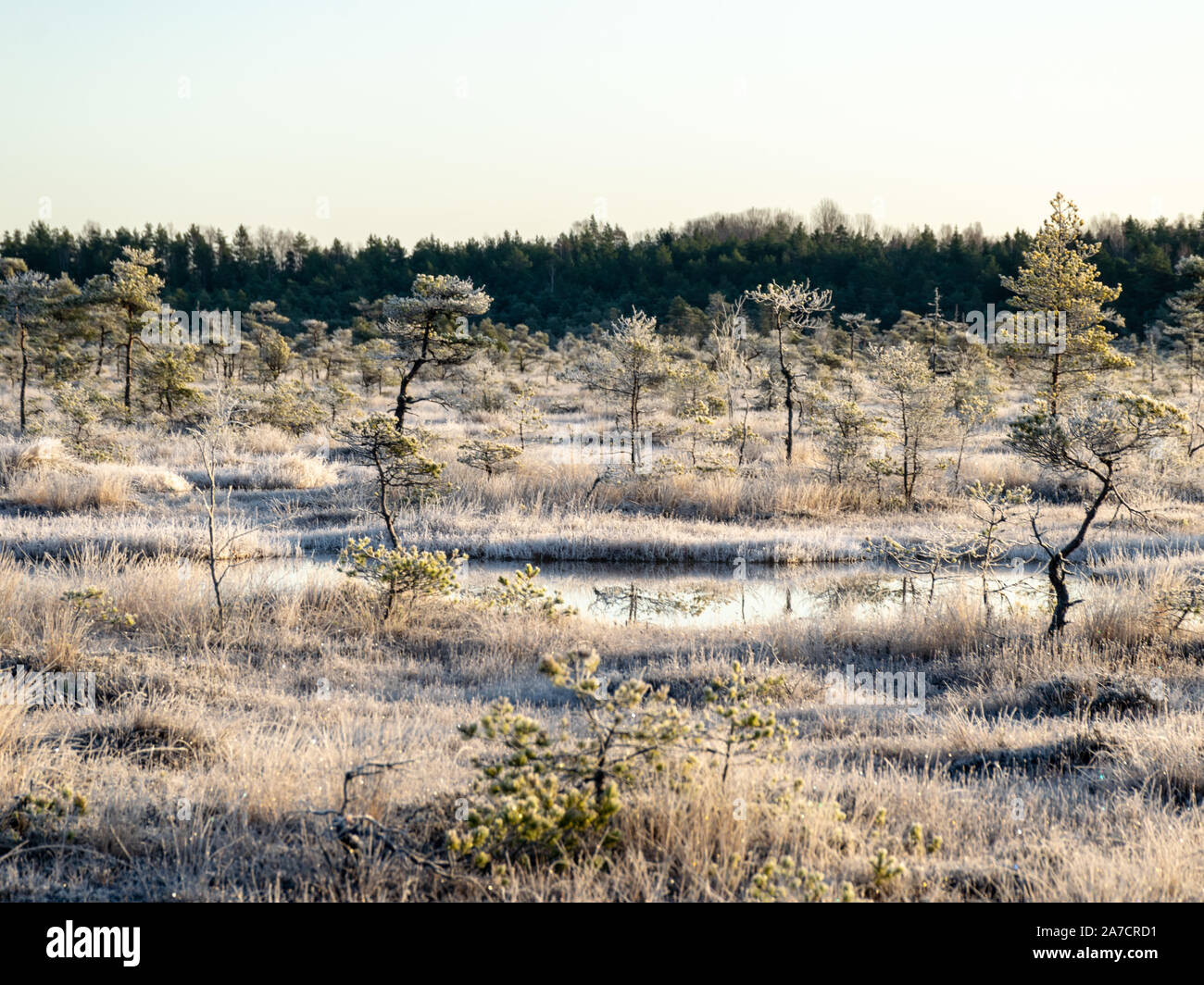 landscape with swamp lake, frosted swamp grass and pines, cold sunset ...
