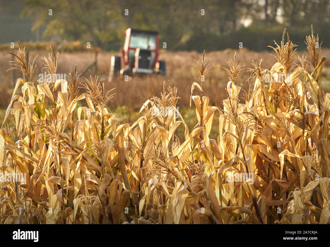 Agriculture Autumn Corn Stalks. Corn stalks drying in the field in ...