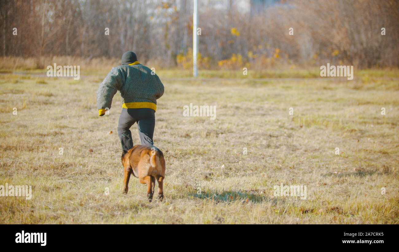 A man training his german shepherd dog - the dog running after him. Mid ...