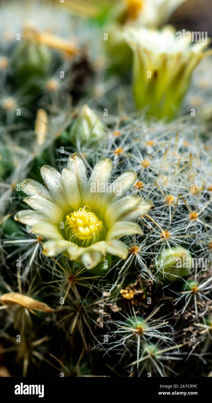 beautiful flower of mammilaria cactus Stock Photo - Alamy