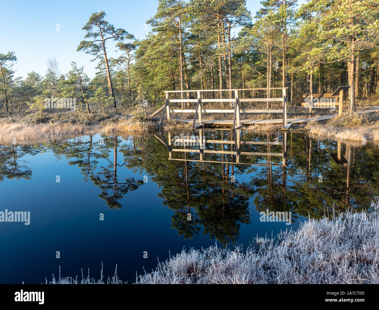 landscape with swamp lake, frosted swamp grass and pines, cold sunset ...