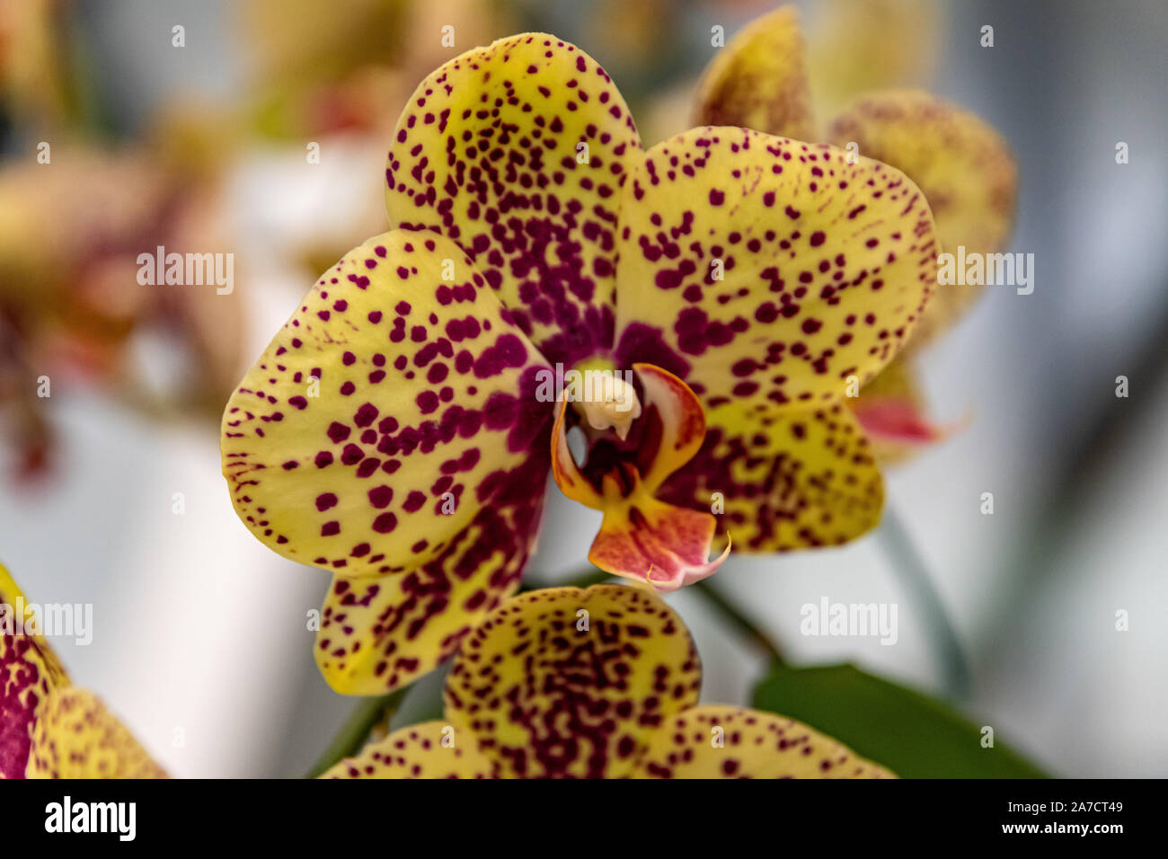 beautiful flowers and plants with their fresh spring colors Stock Photo ...