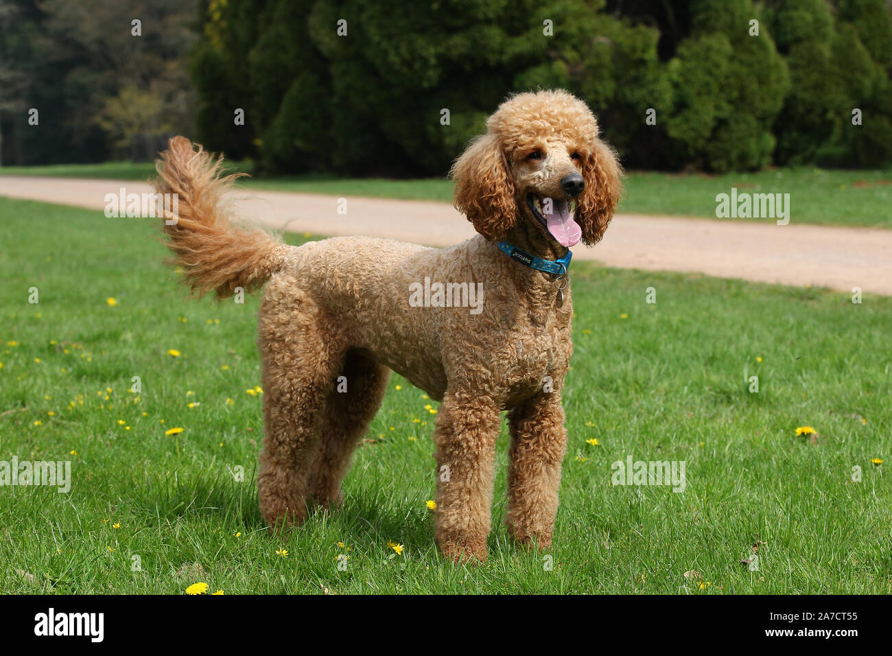 Are Poodle Tails Docked