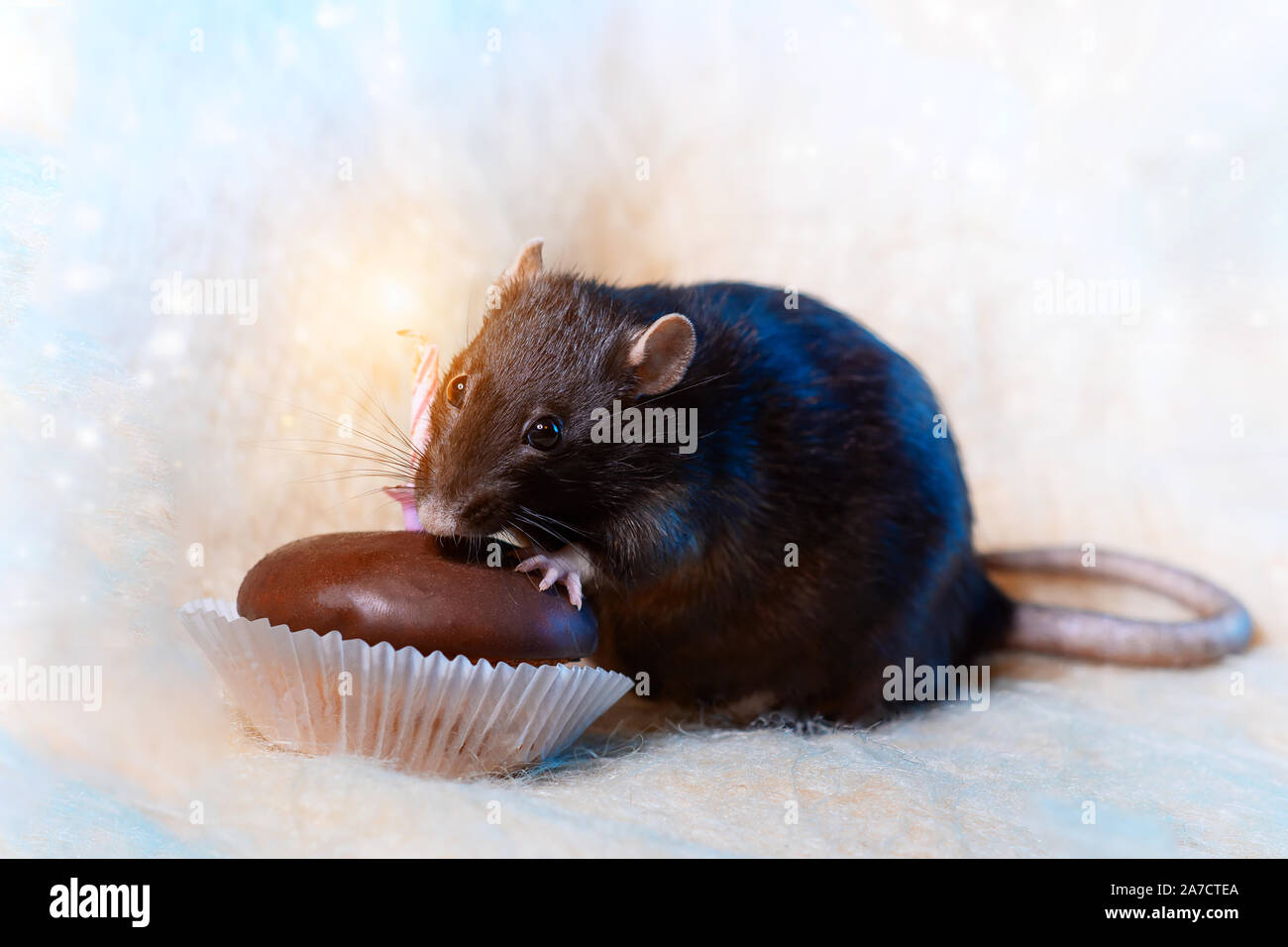a rat celebrates his birthday and eats a cake with a candle on a light ...