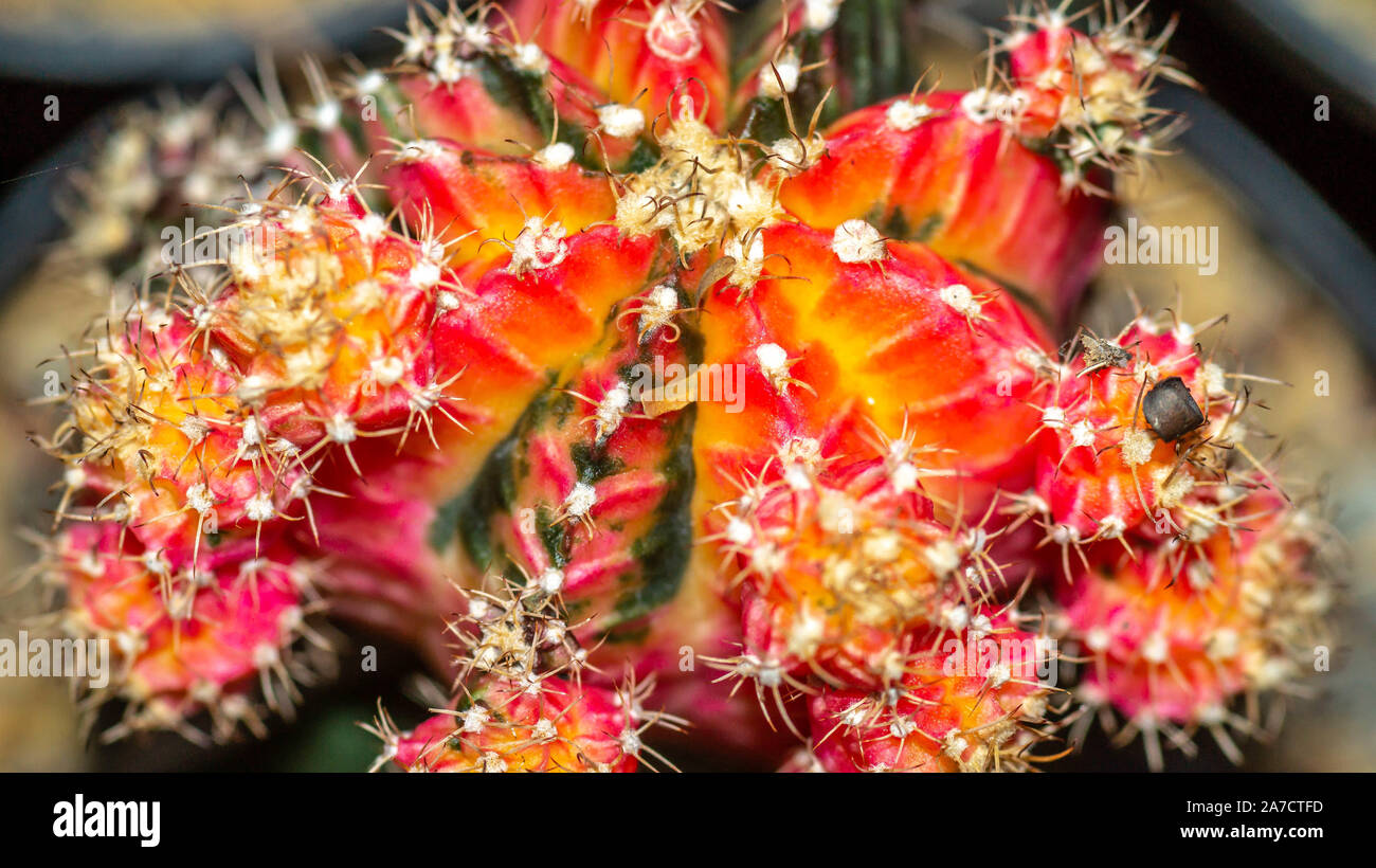 Mutant cactus hi-res stock photography and images - Alamy