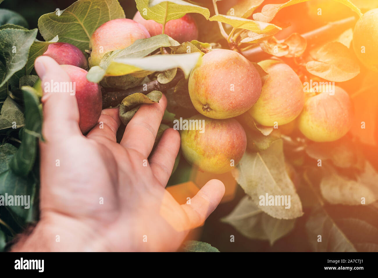 Man picking apples from tree hi-res stock photography and images - Alamy