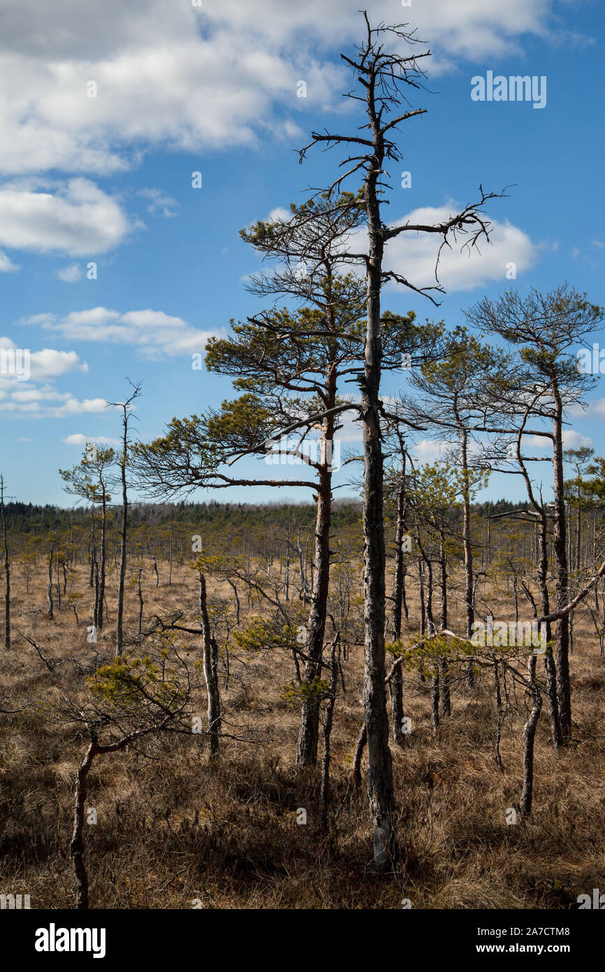 Small trees and poor grass on swamp Stock Photo - Alamy