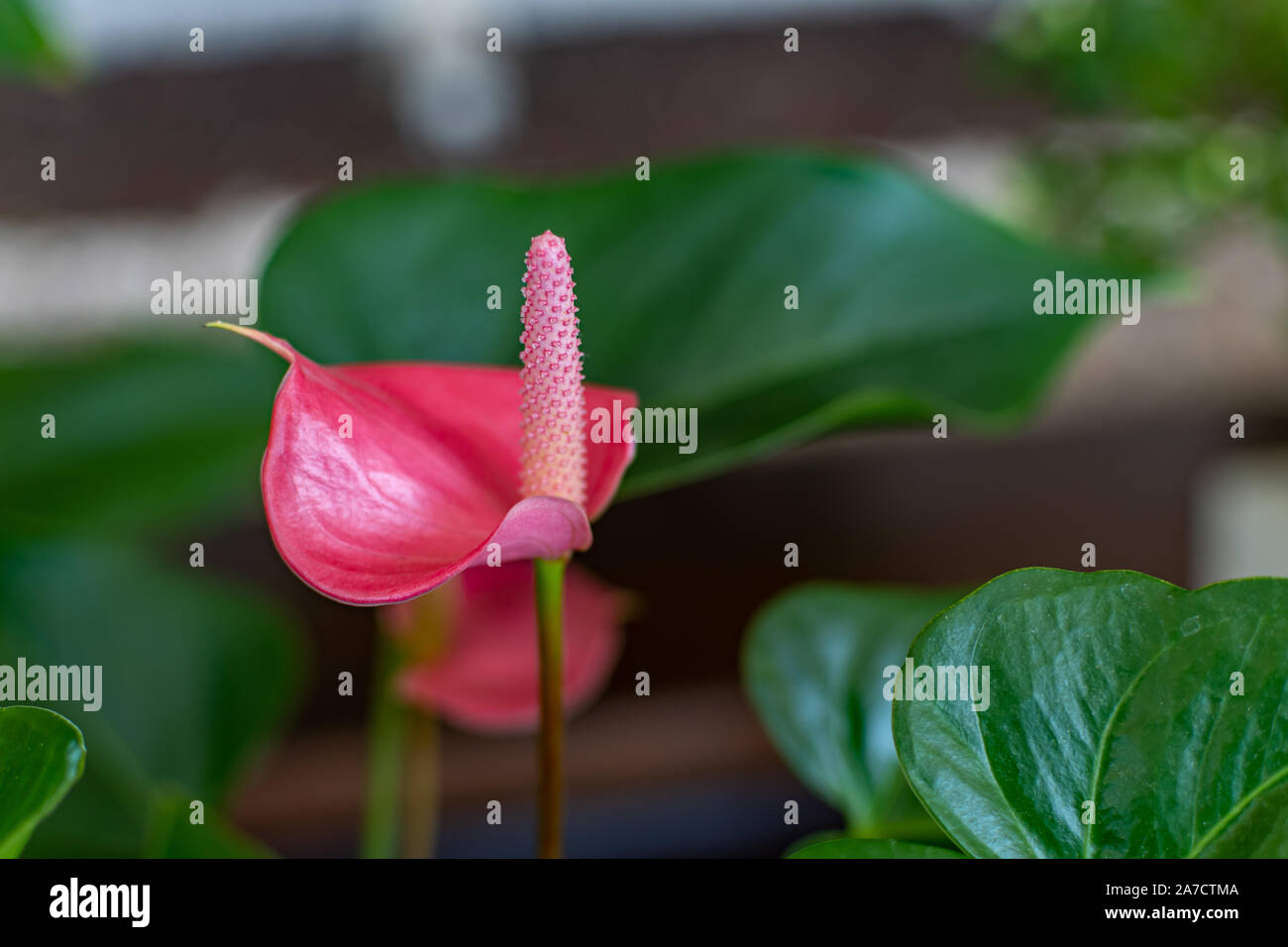 beautiful flowers and plants with their fresh spring colors Stock Photo ...