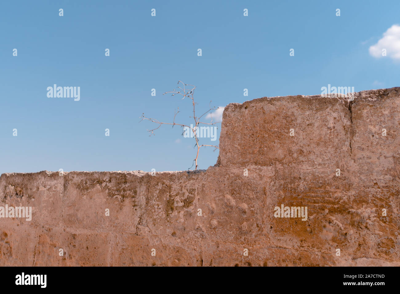 Tree behind the wall hi-res stock photography and images - Alamy