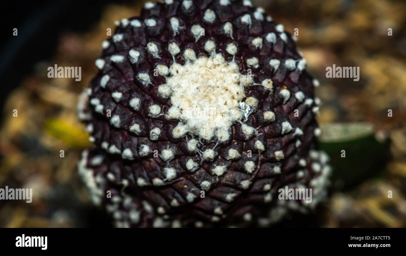 closeup of beautiful brown cactus Stock Photo - Alamy