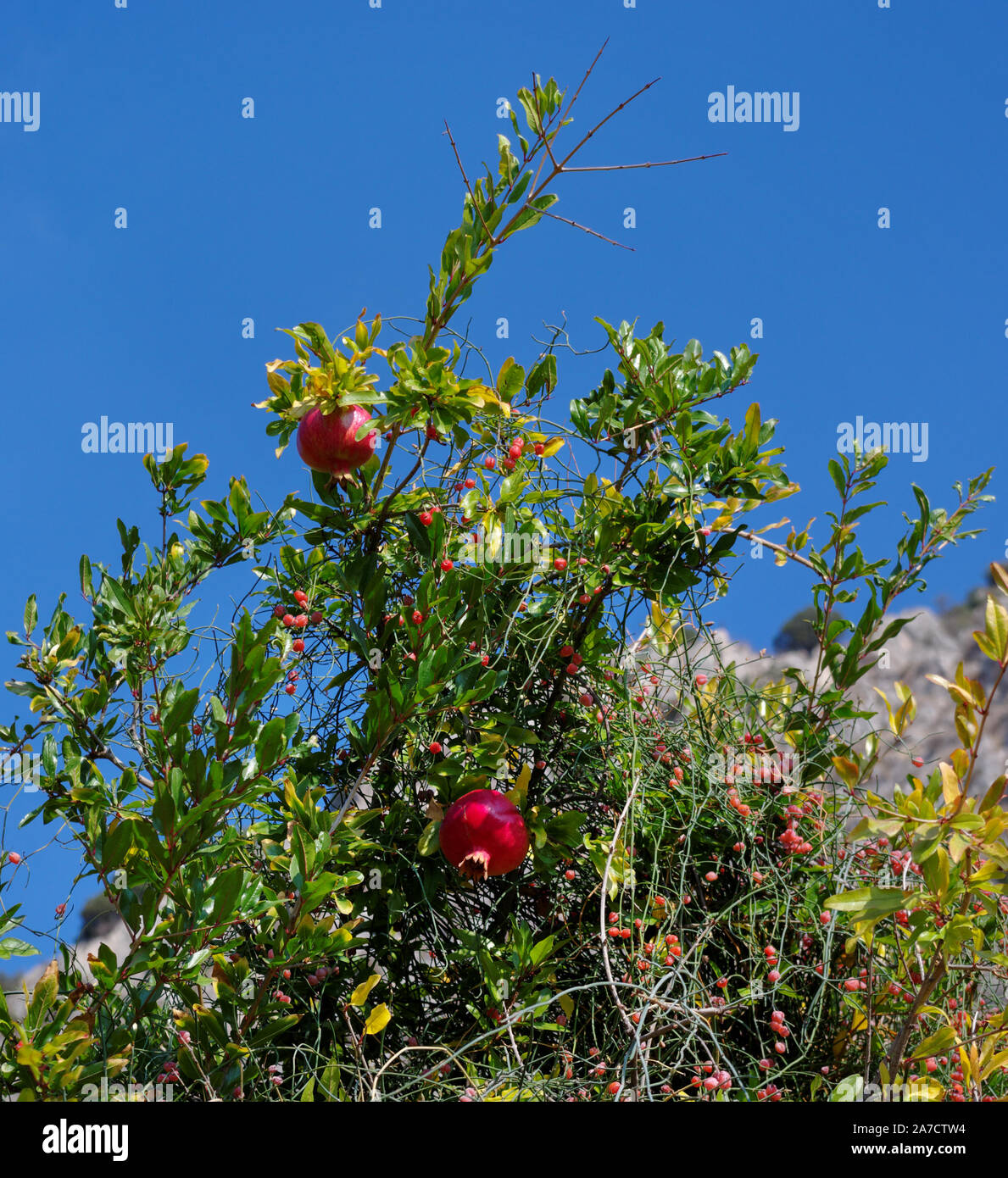 Growing natural granat tree Stock Photo - Alamy
