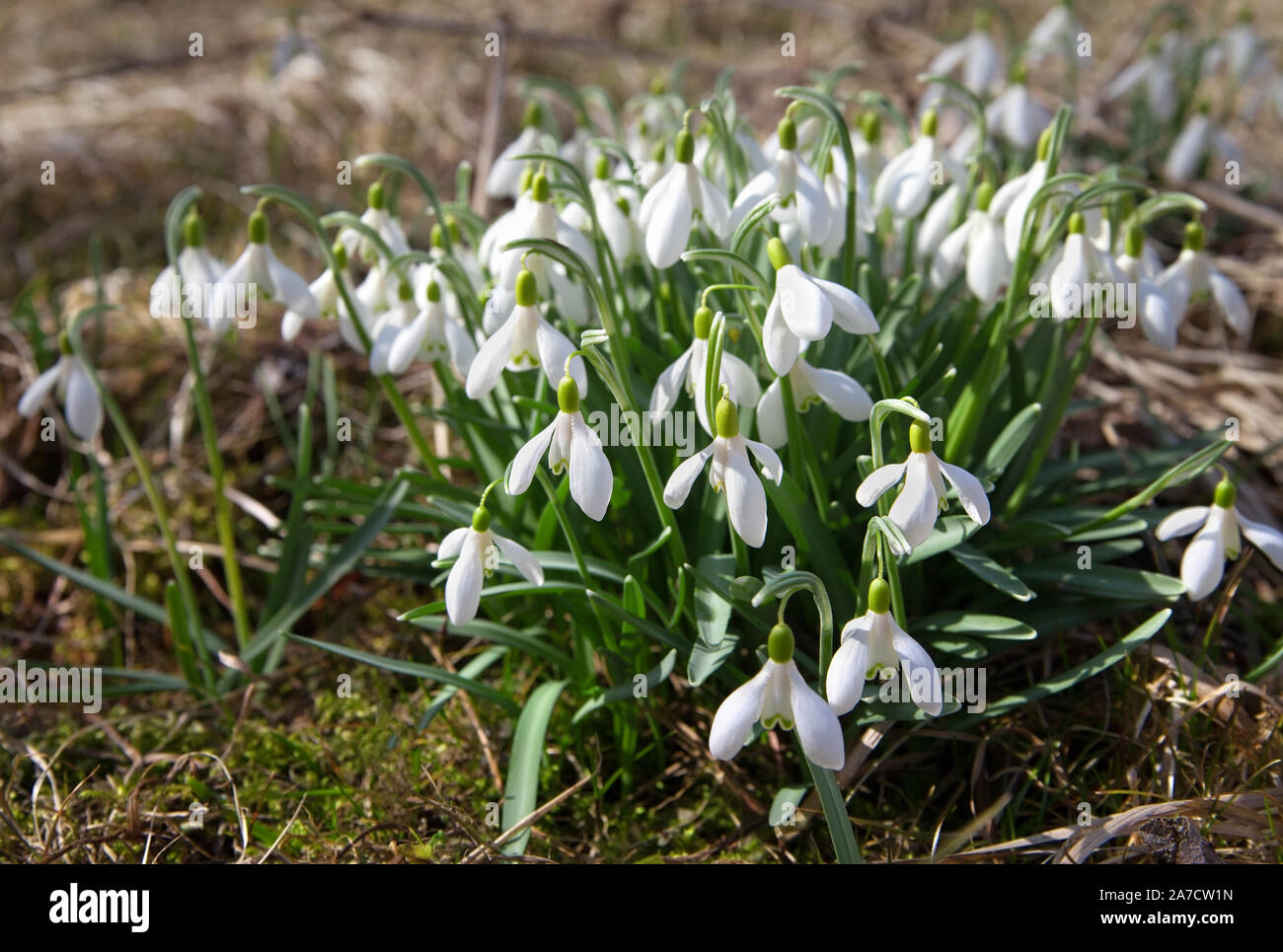 New snowdrops hi-res stock photography and images - Alamy