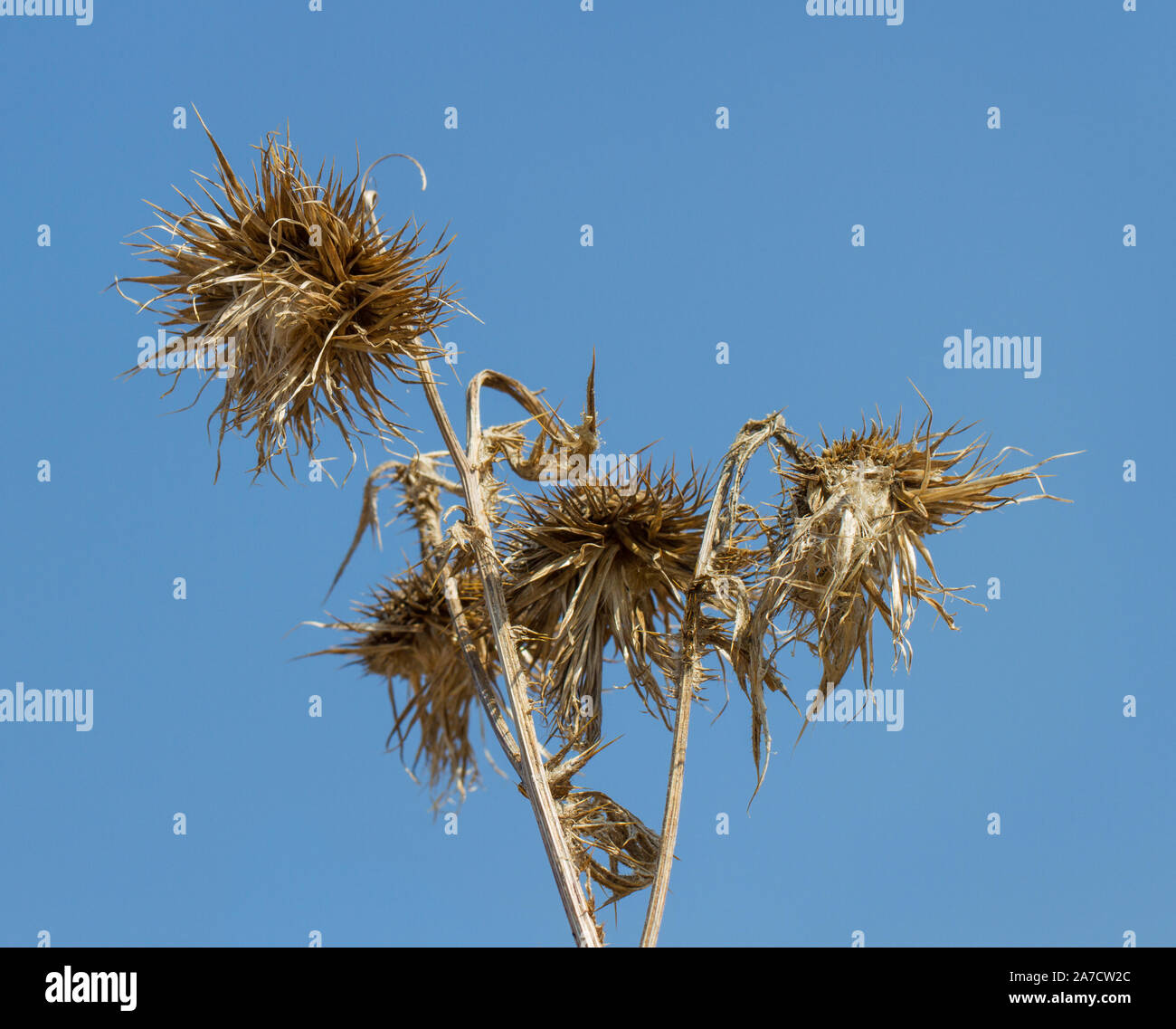 Bur Seed High Resolution Stock Photography and Images - Alamy