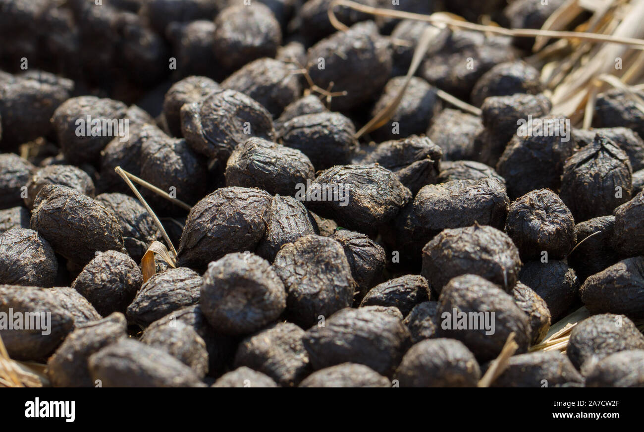 Mature of the wild animal on the grasses Stock Photo - Alamy