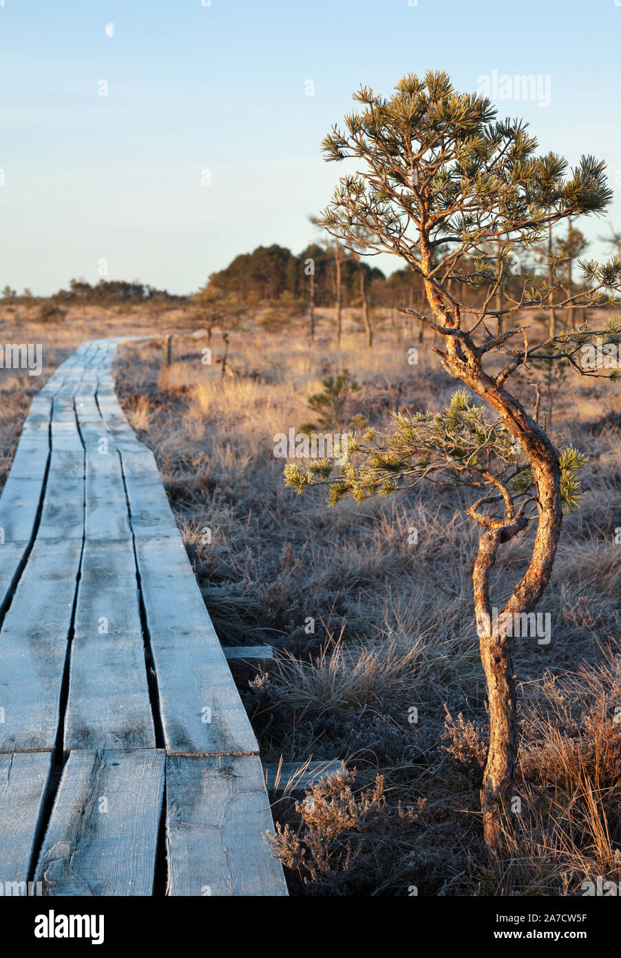 Hunchbacked old alone tree is growing at the wooden path in a bog Stock ...
