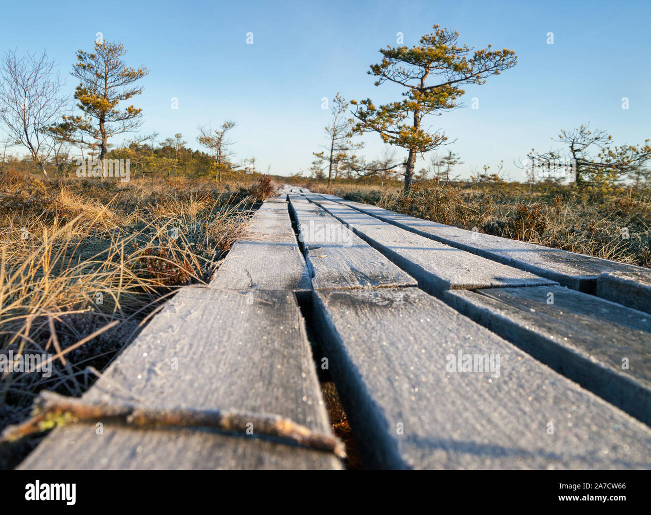 Wooden path in a bog with white hoarfrost Stock Photo - Alamy