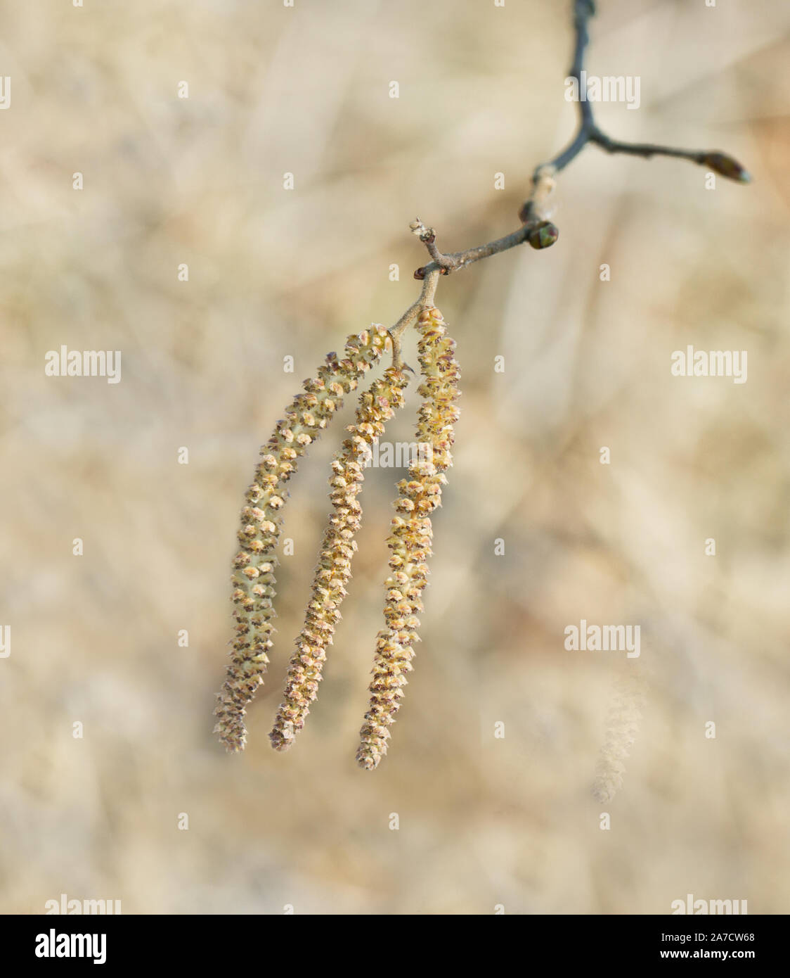 Branch of hazelnut tree in a spring time Stock Photo - Alamy