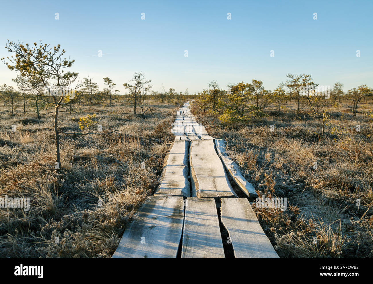Wooden path in a bog with white hoarfrost Stock Photo - Alamy