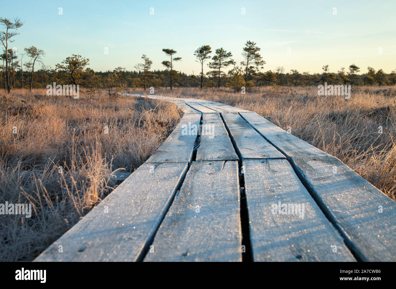 Wooden path in a bog with white hoarfrost Stock Photo - Alamy
