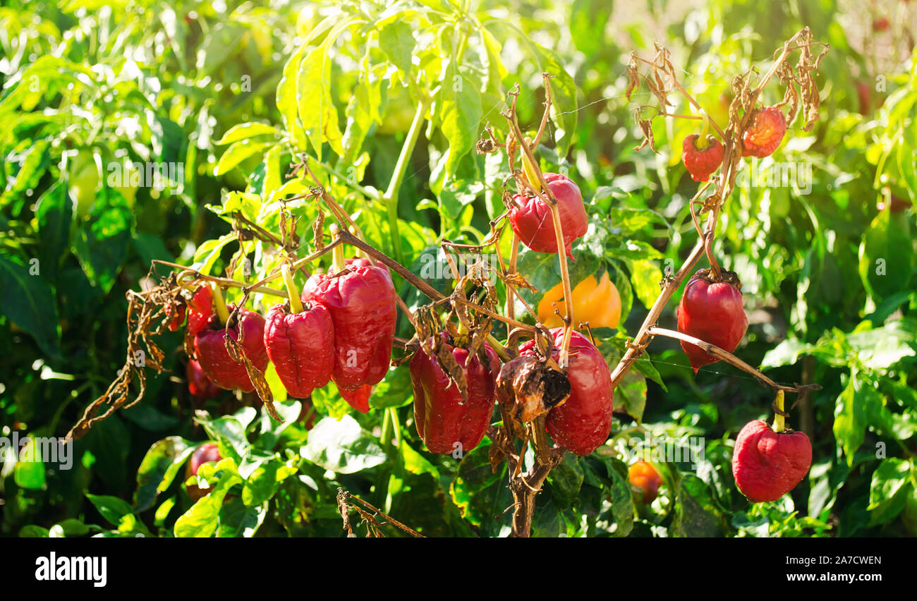 Dry wilted red bell pepper grows in the field. Vegetable disease ...