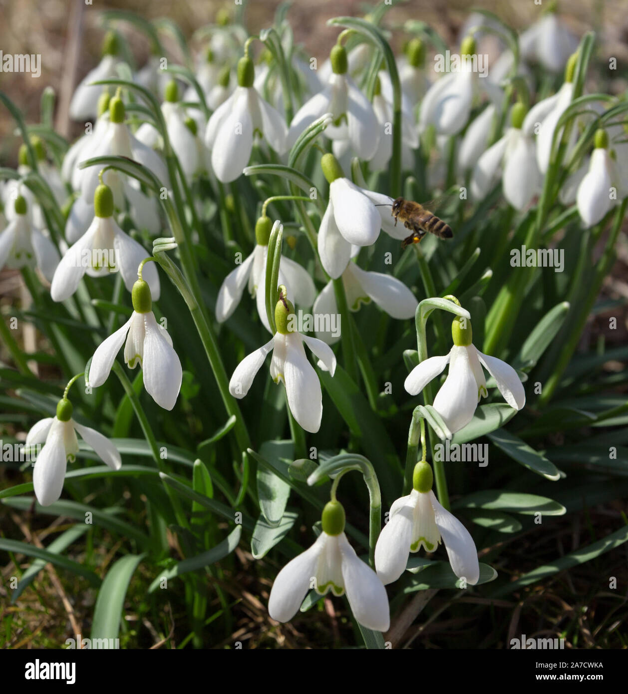Bunch of snowdrops with bee Stock Photo - Alamy